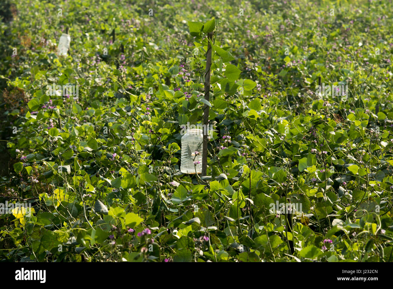 Insect trap places in the Lablab Dolichos Bean filed locally known as ...