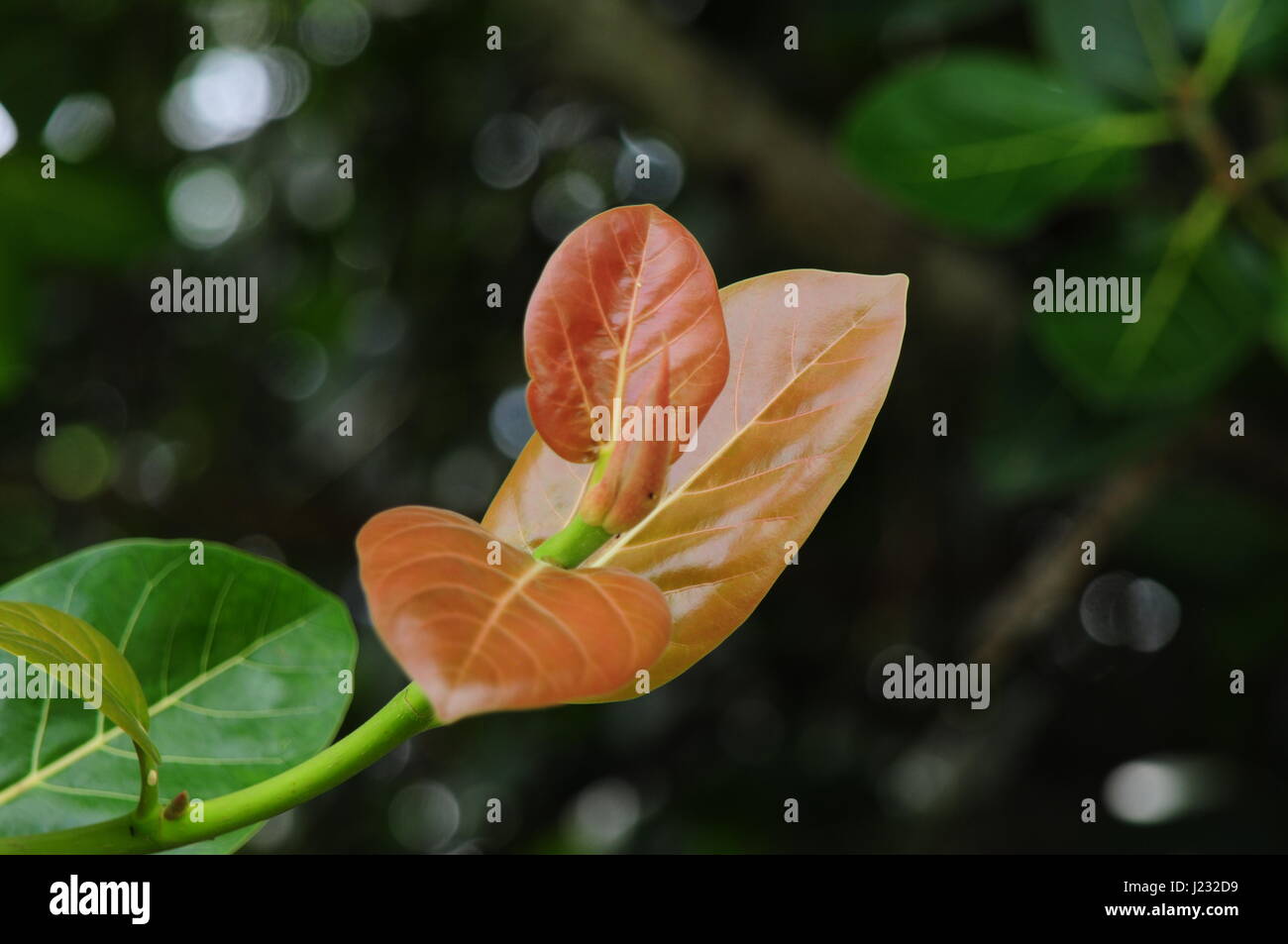 Banyan tree leaves Stock Photo - Alamy