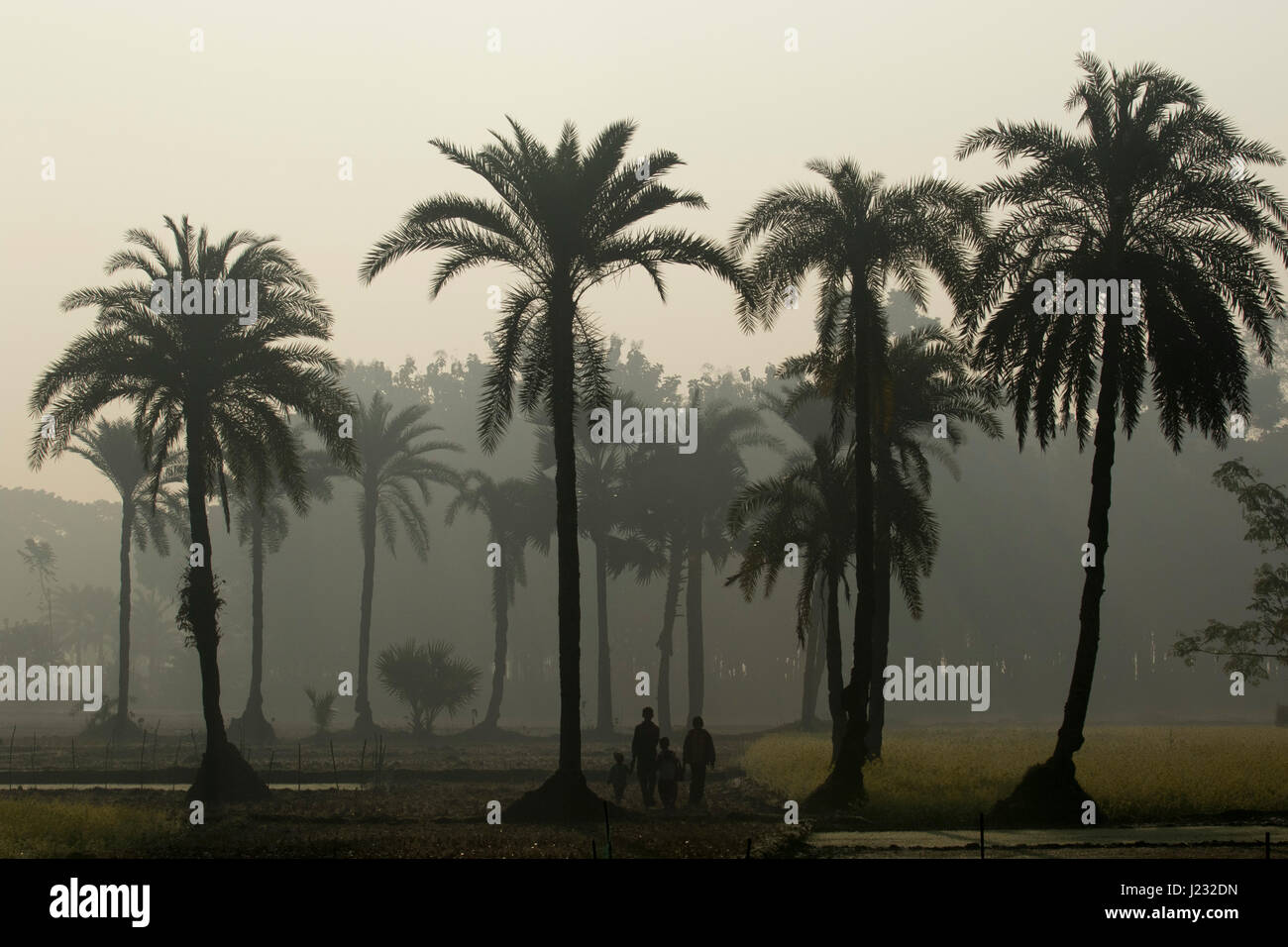 Date palm trees in Jessore, Bangladesh Stock Photo - Alamy