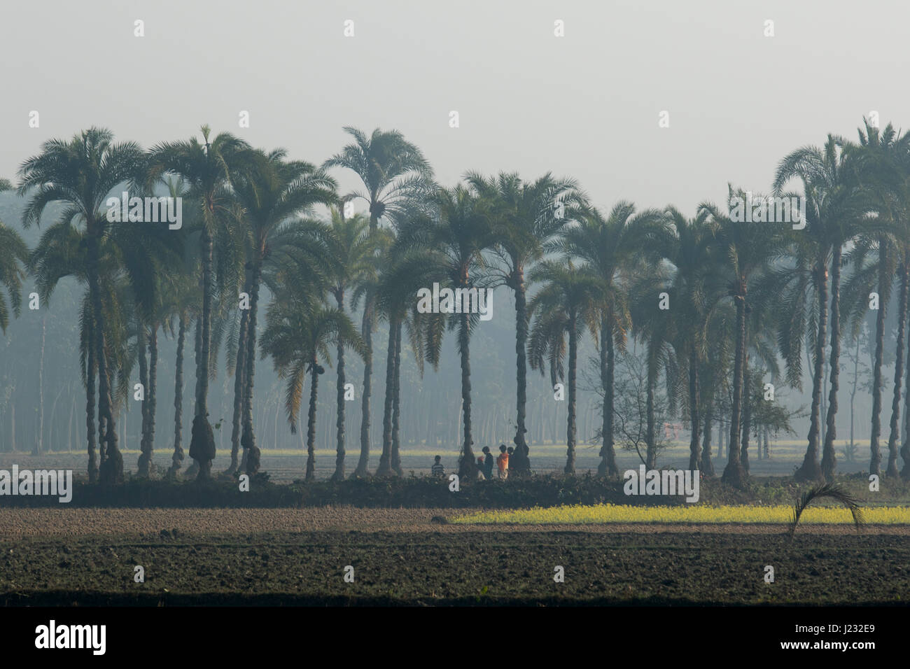 Date palm trees in Jessore, Bangladesh Stock Photo - Alamy