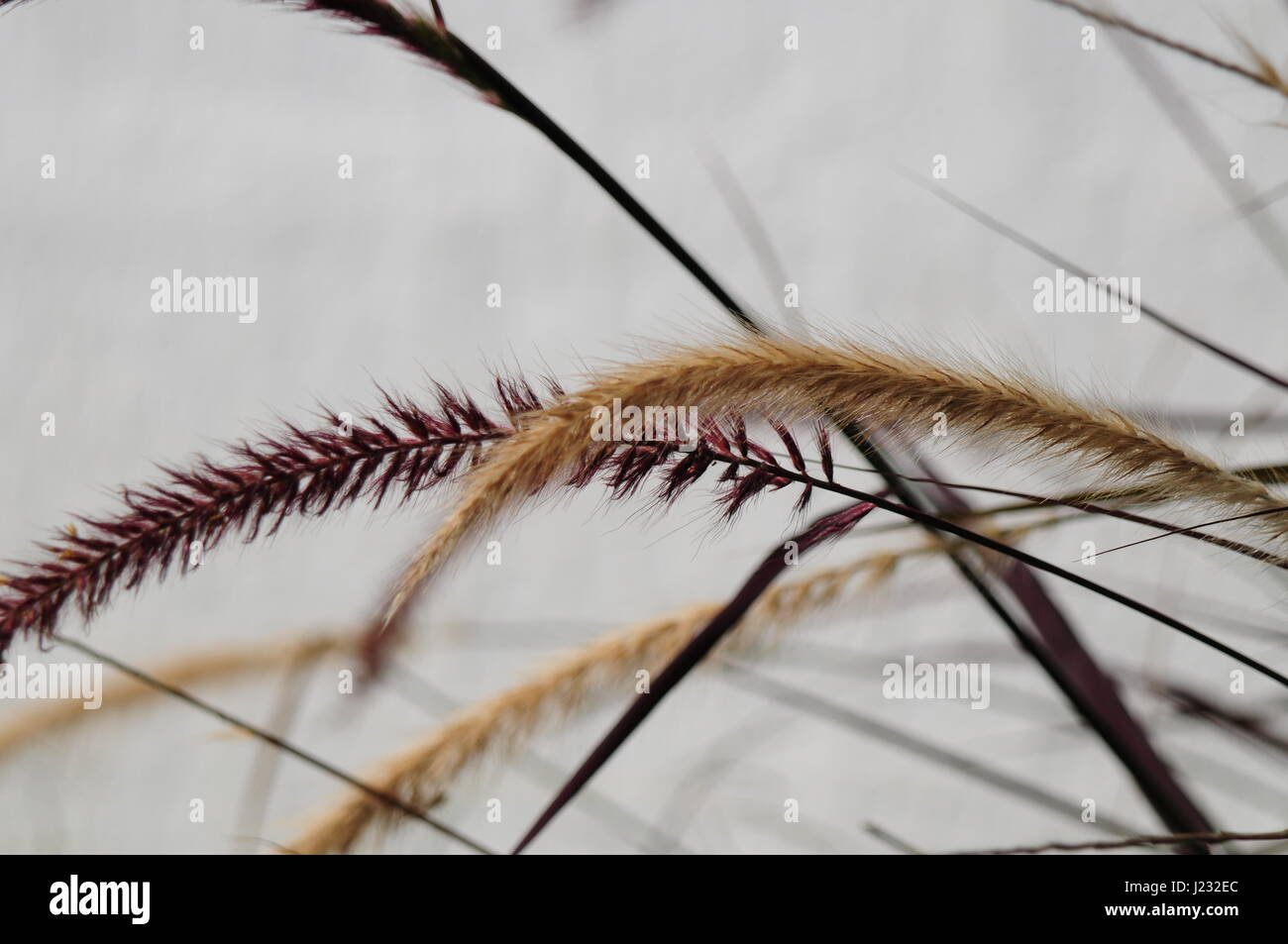 Reed branch along the way Stock Photo - Alamy