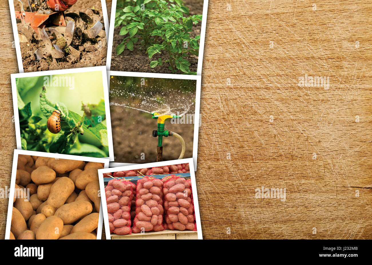 Homegrown potato photo collage on wooden background with copy space ...