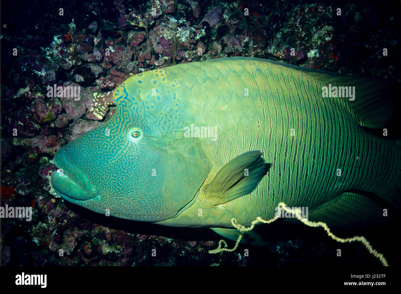 Best napoleon wrasse picture hi-res stock photography and images - Alamy