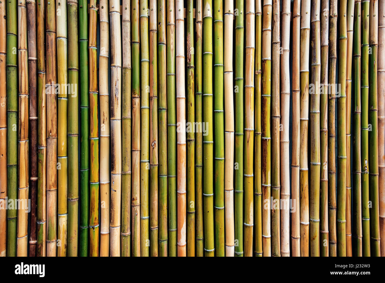 Dry bamboo tree fence wall background, original natural pattern texture ...