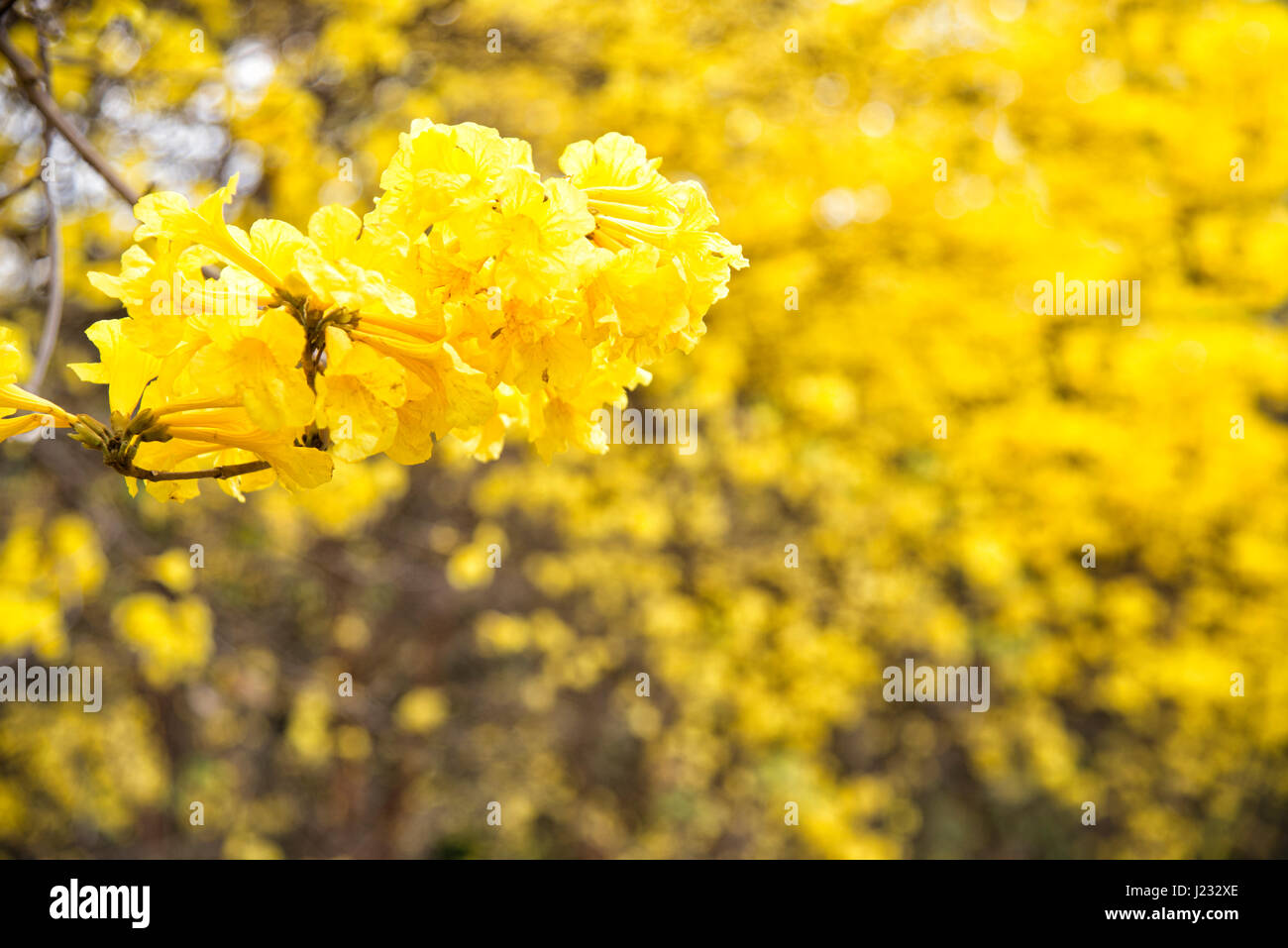 Yellow flower, Tabebuia chrysantha Nichols,Tallow Pui,Golden tree Stock ...