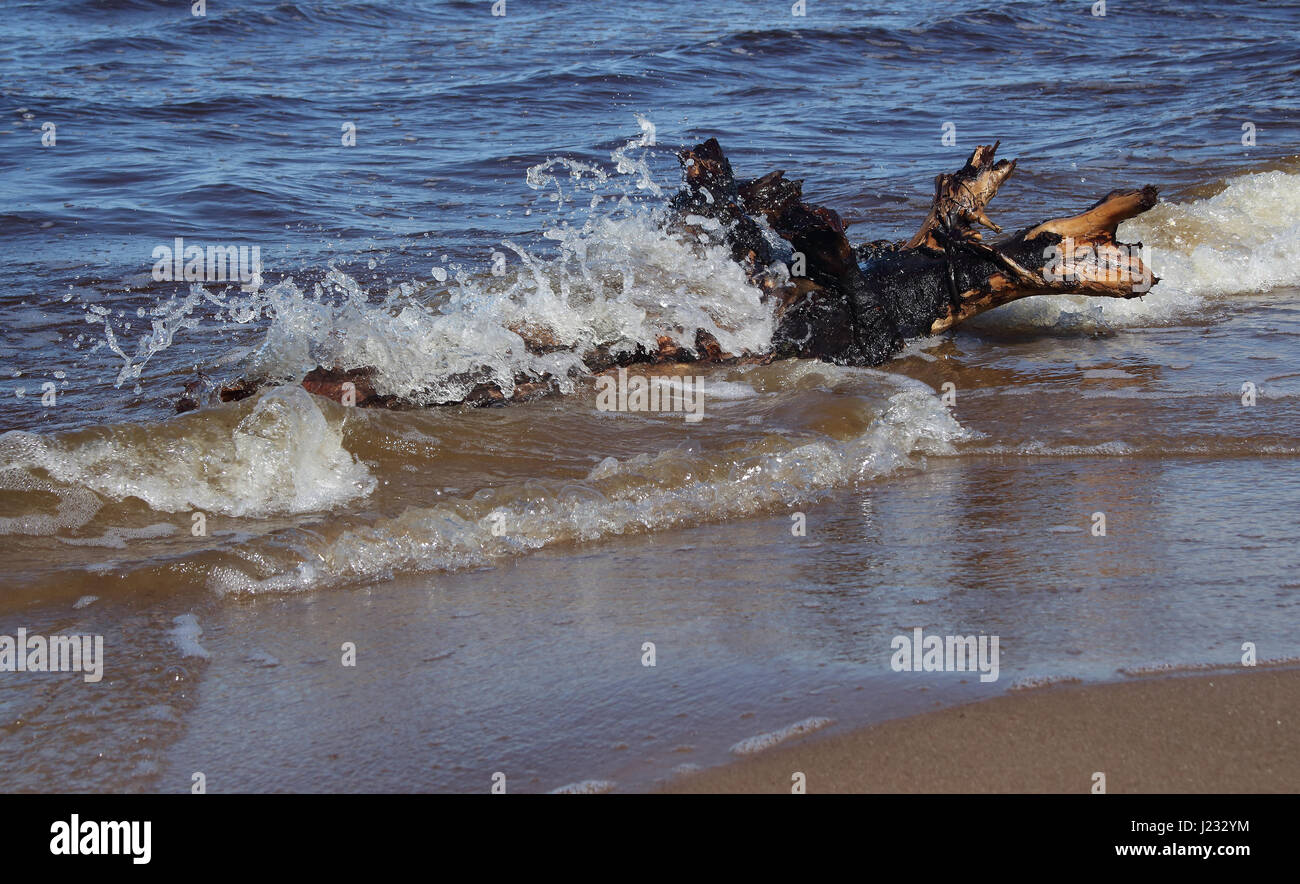 Riga Gulf Coast after the spring storms Stock Photo - Alamy