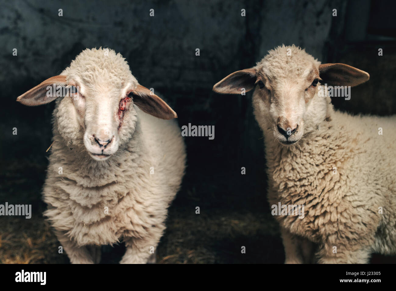 Sheep lamb in farm barn, livestock and agriculture theme Stock Photo ...