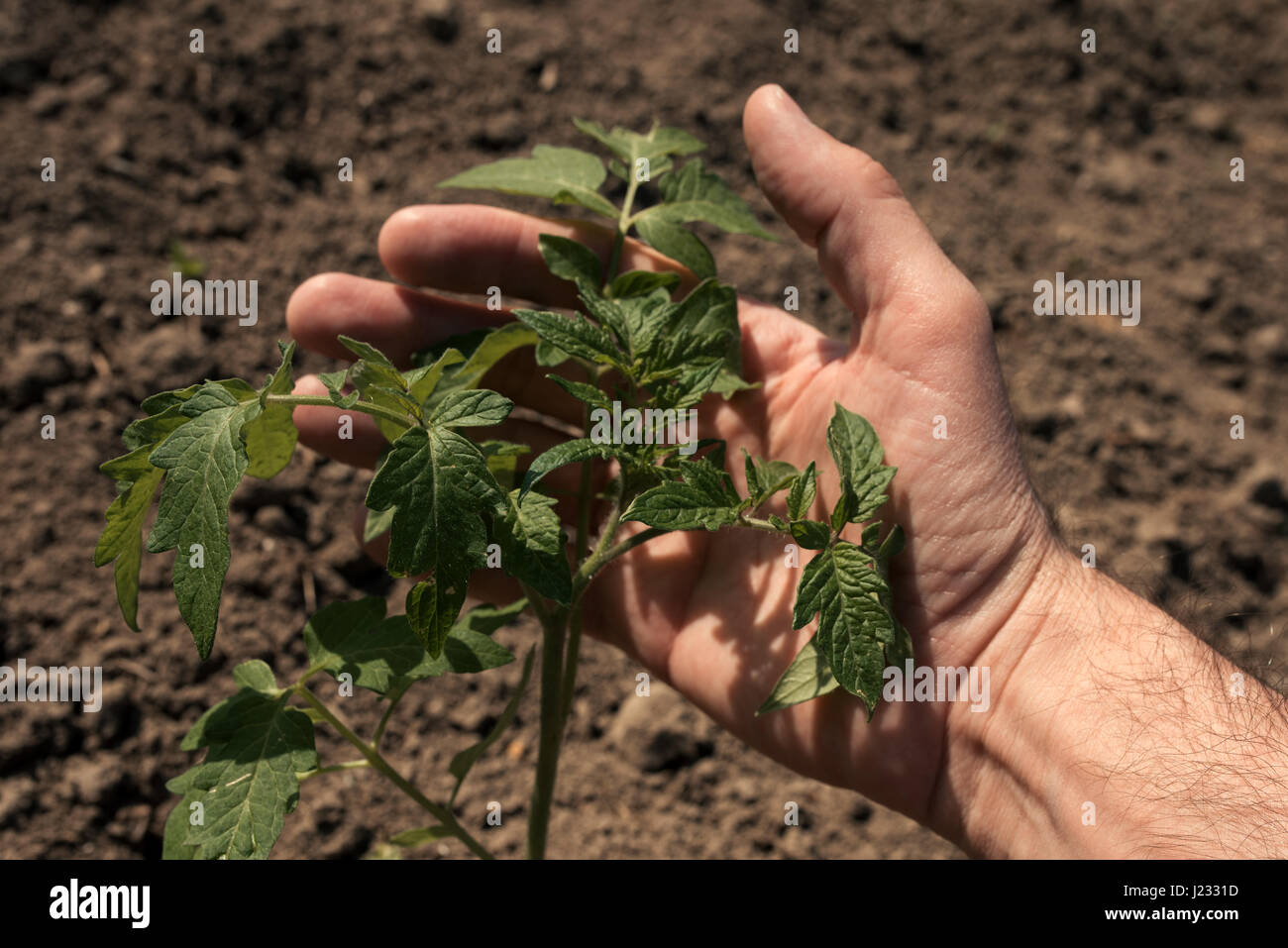 Farmer holding young tomato plant in vegetable garden, close up male ...