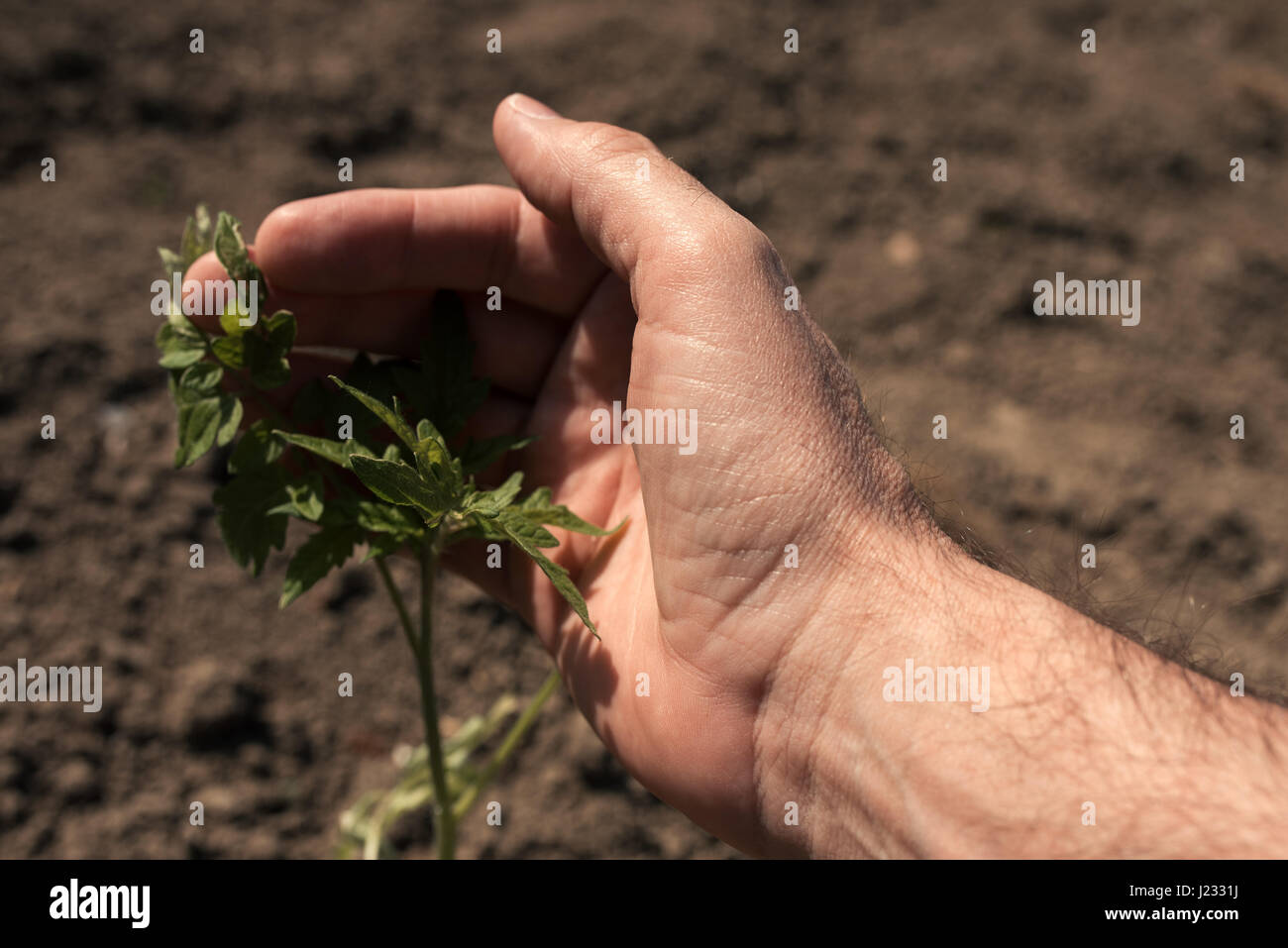 Farmer holding young tomato plant in vegetable garden, close up male ...