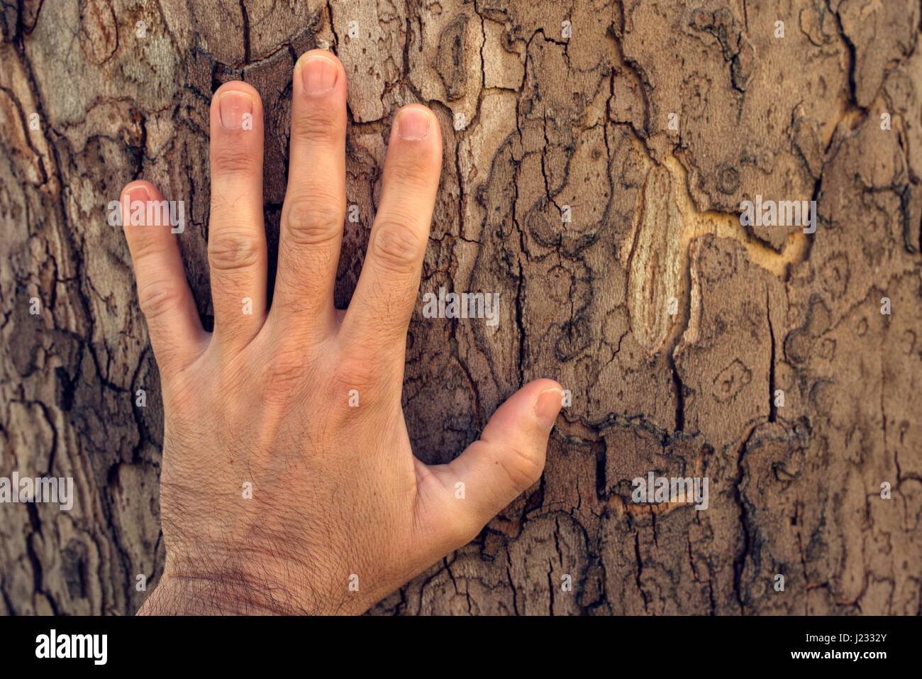 Hand touching tree, caucasian male in maple forest with his hand on ...