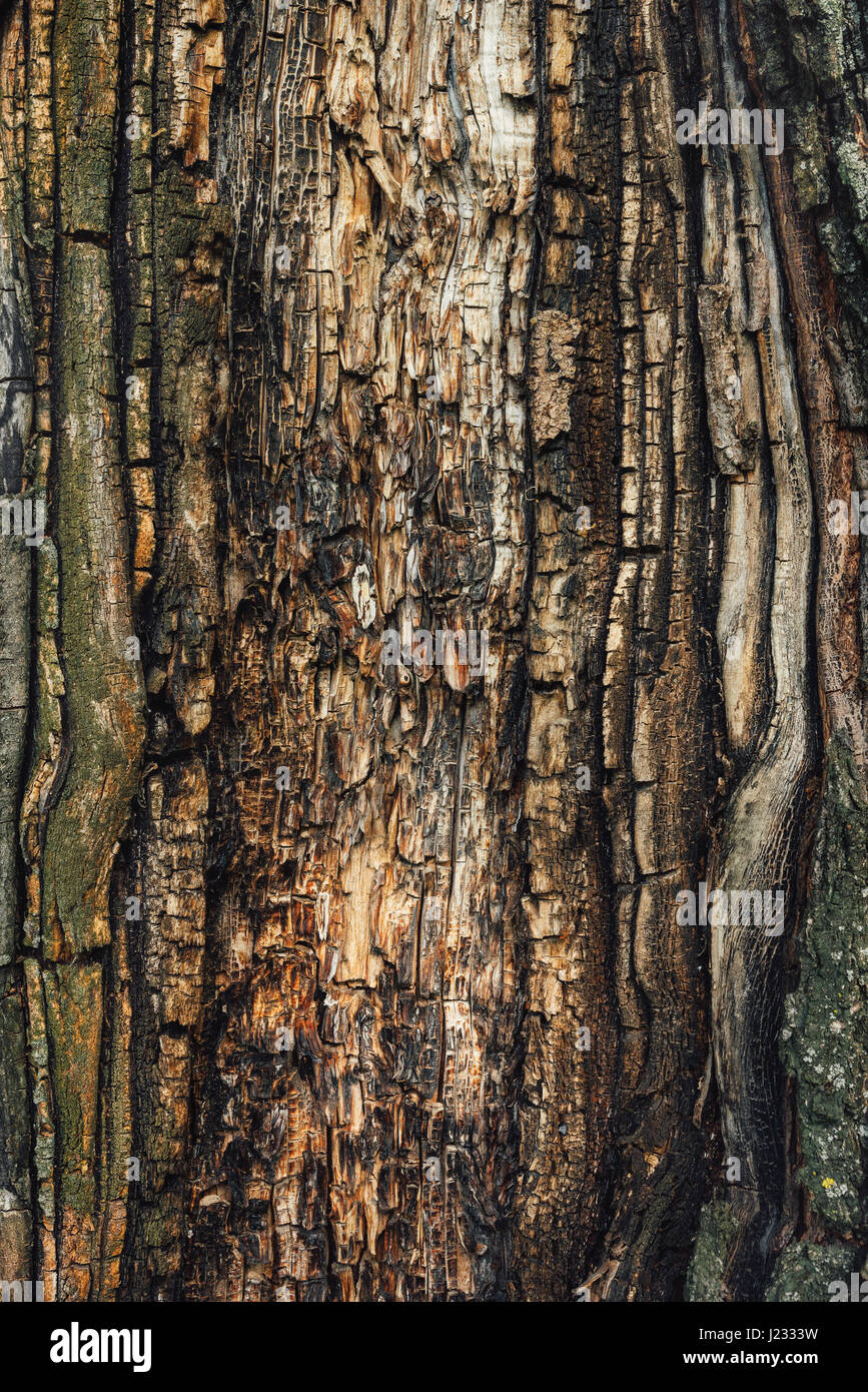 Old maple tree hi-res stock photography and images - Alamy