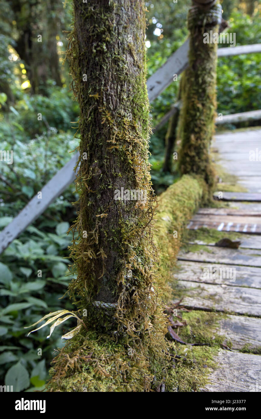 Overgrown railing on a hiking path in tropical forest. Ang Ka Nature ...