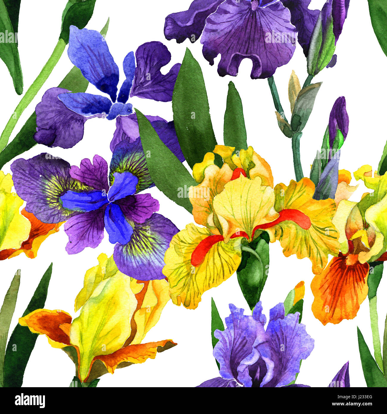 Wildflower iris flower pattern in a watercolor style isolated. Full ...