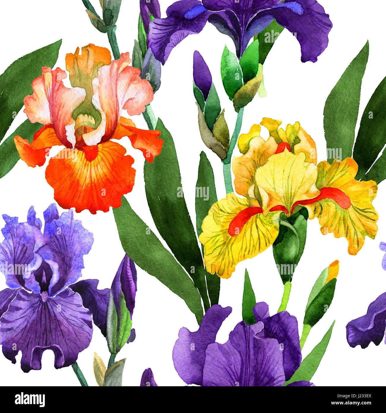 Wildflower iris flower pattern in a watercolor style isolated. Full ...