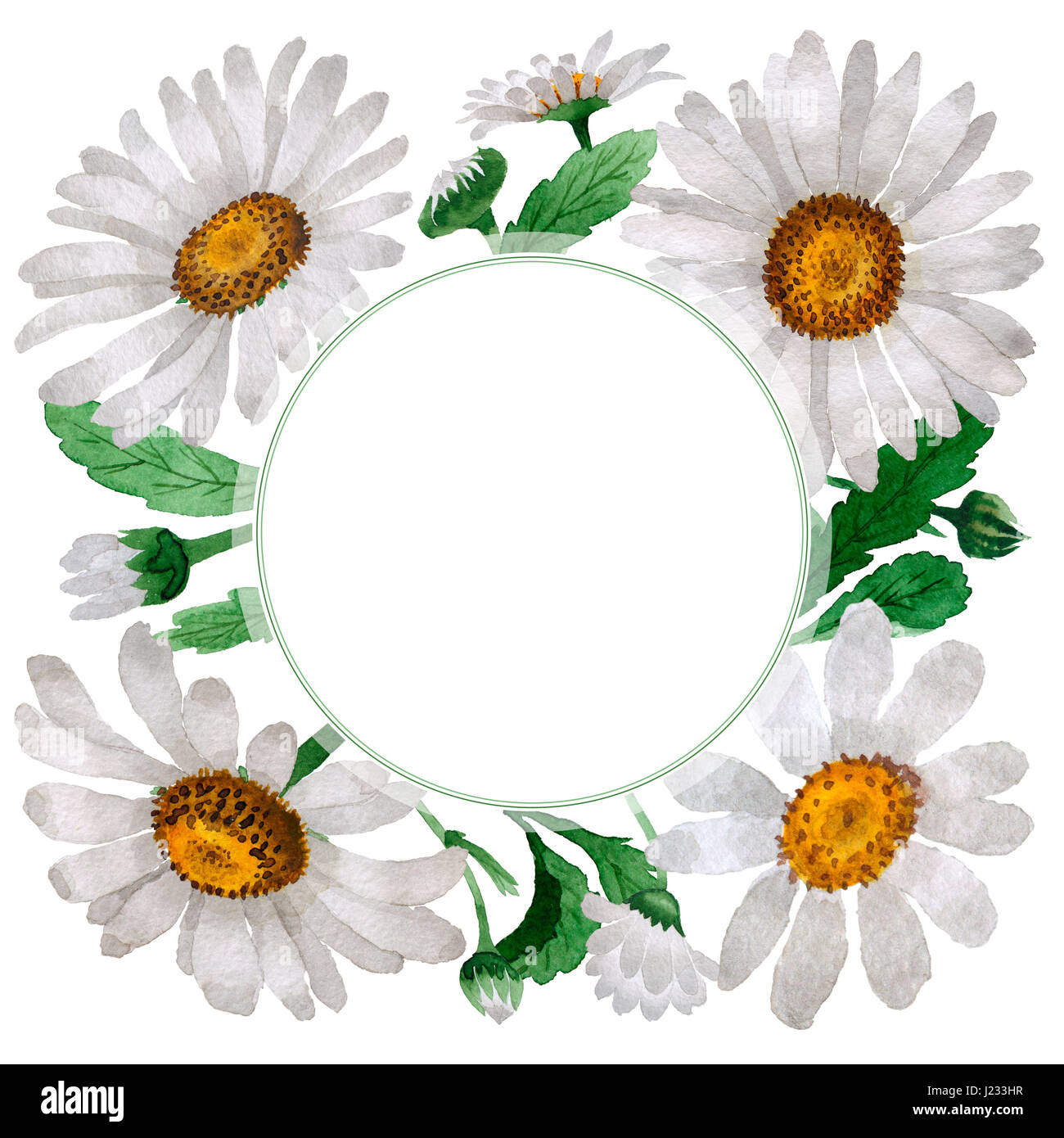 Wildflower chamomile flower frame in a watercolor style isolated. Full ...