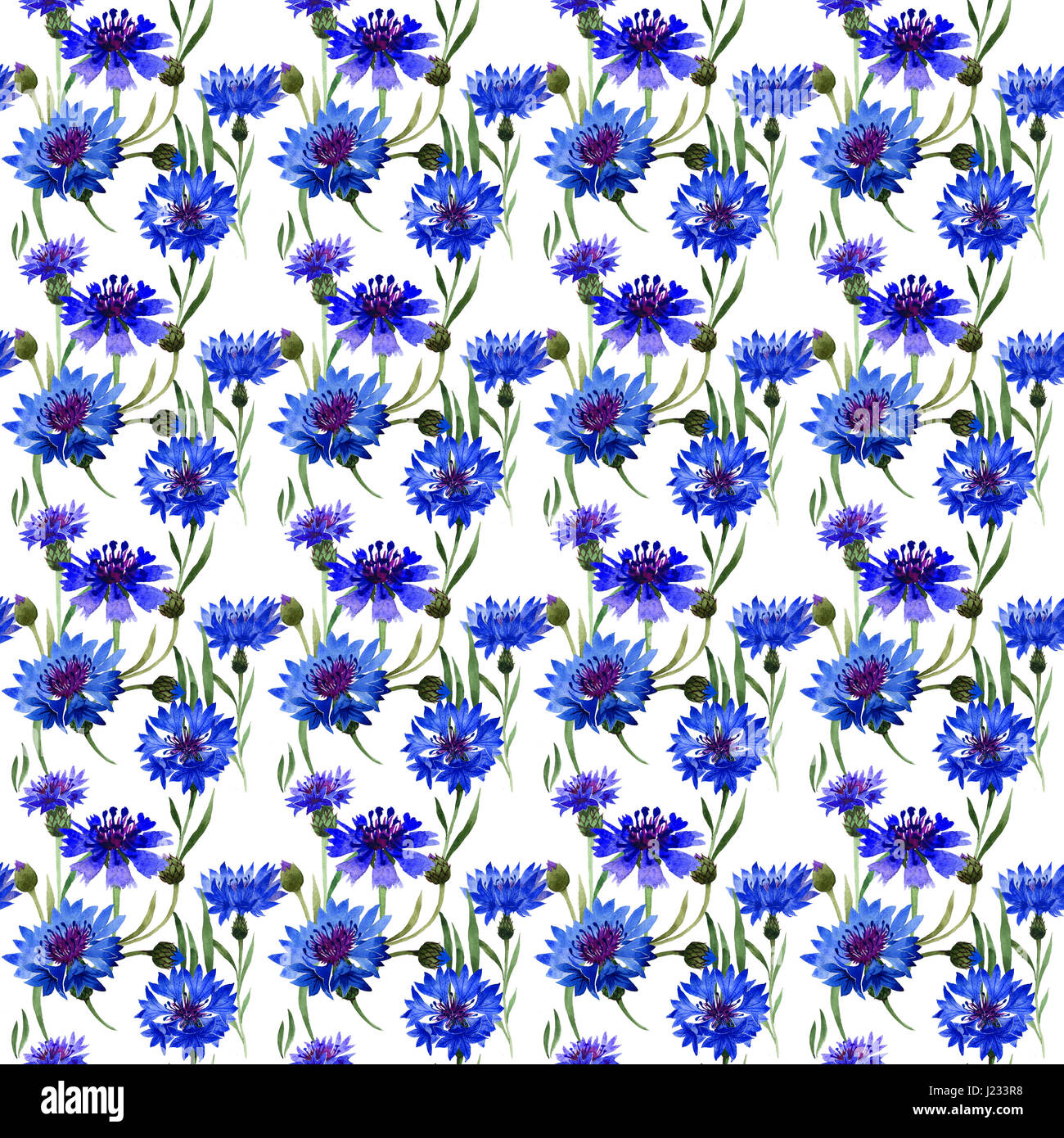 Blue Carnation Flowers Wallpaper