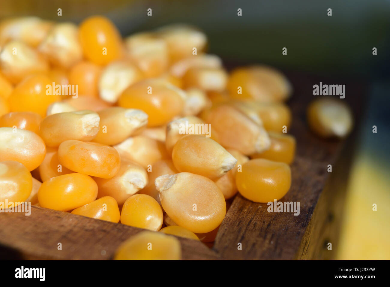 Maize Grains High Resolution Stock Photography and Images - Alamy