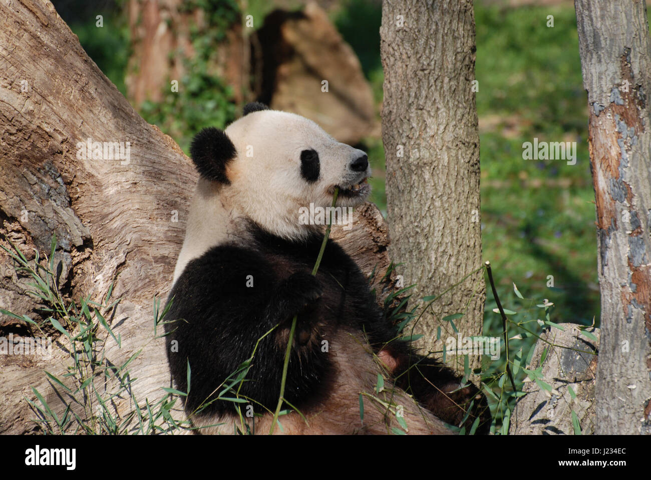 Cute giant panda bear sitting up and leaning against a tree Stock Photo ...