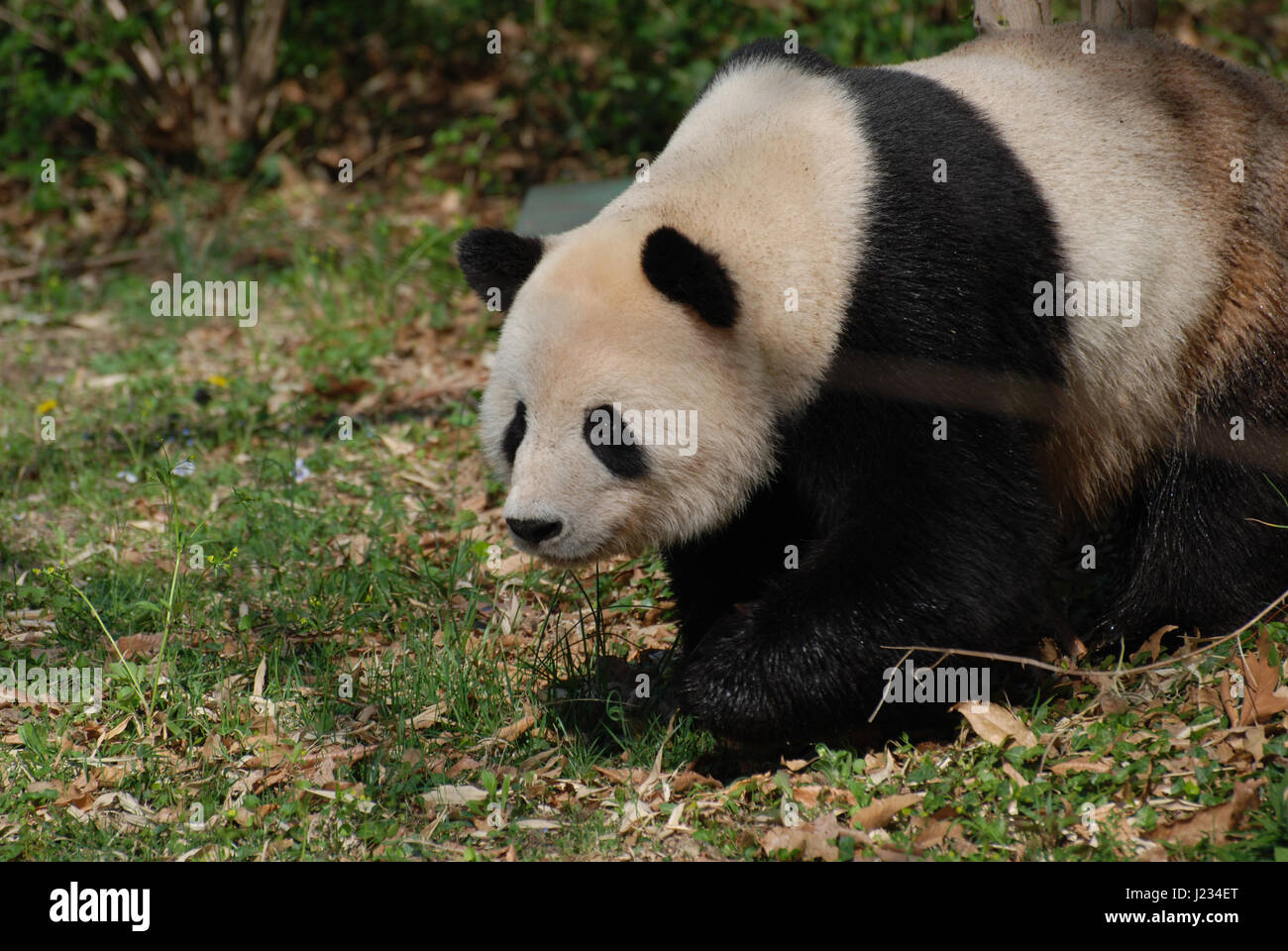 Giant panda bear walking along on all fours Stock Photo - Alamy