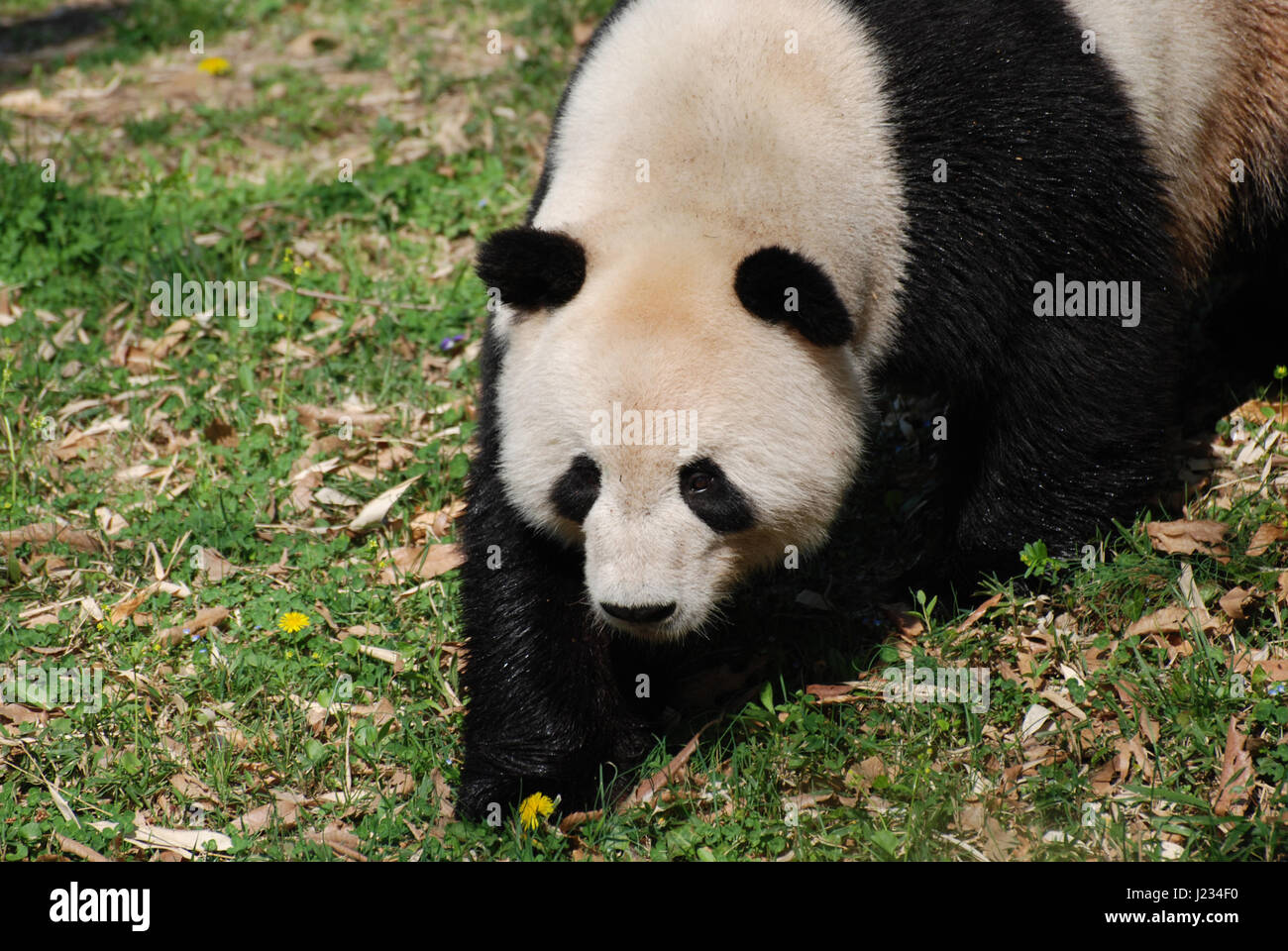 Really cute face of a black and white giant panda bear Stock Photo - Alamy