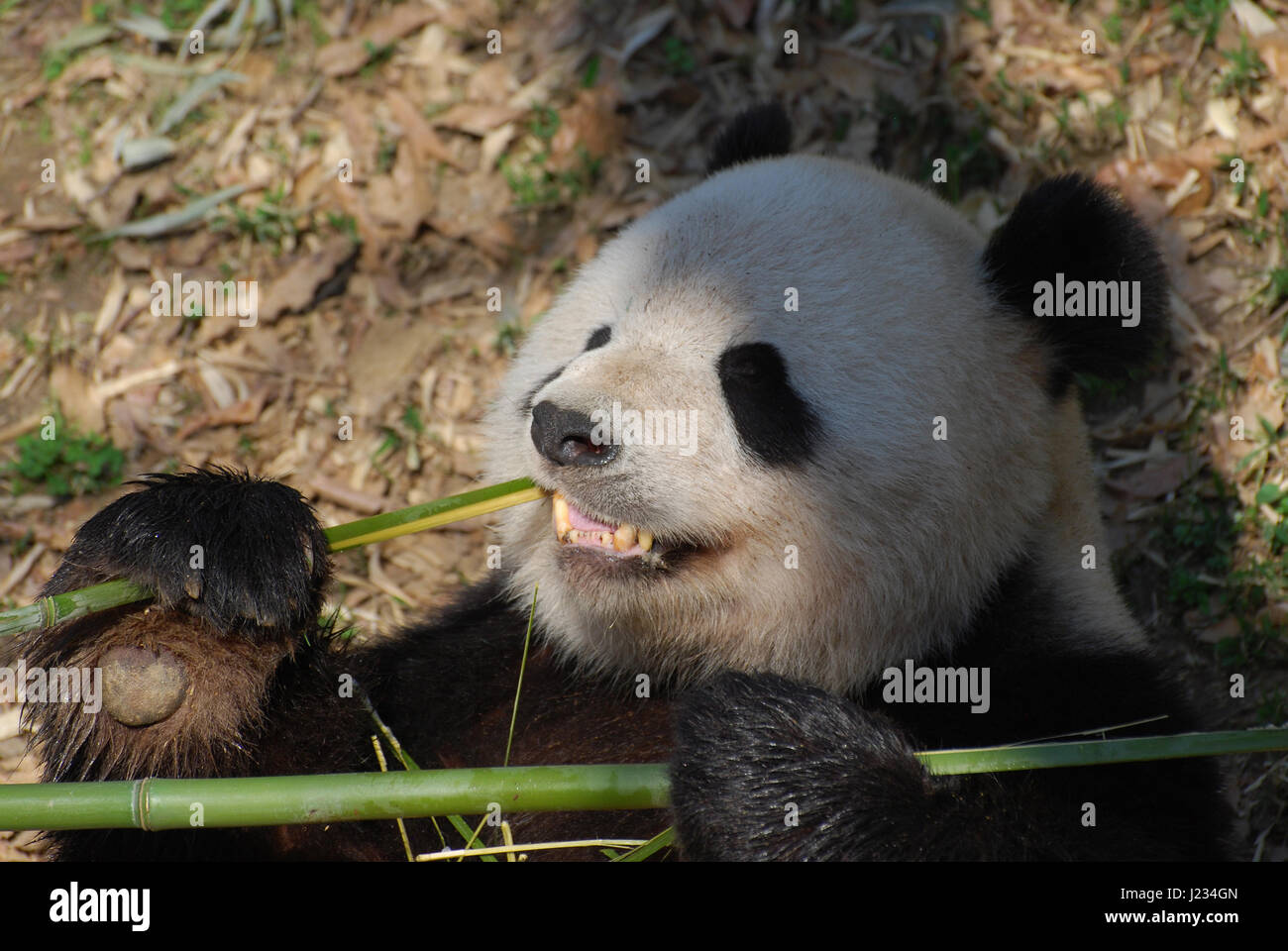 Cute panda with his teeth showing while he eats bamboo shoots Stock ...