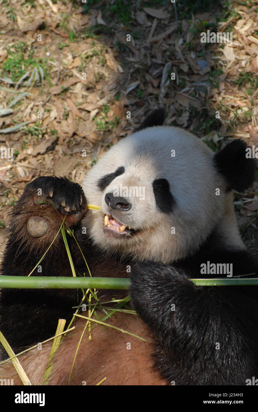 Beruang Panda Banting