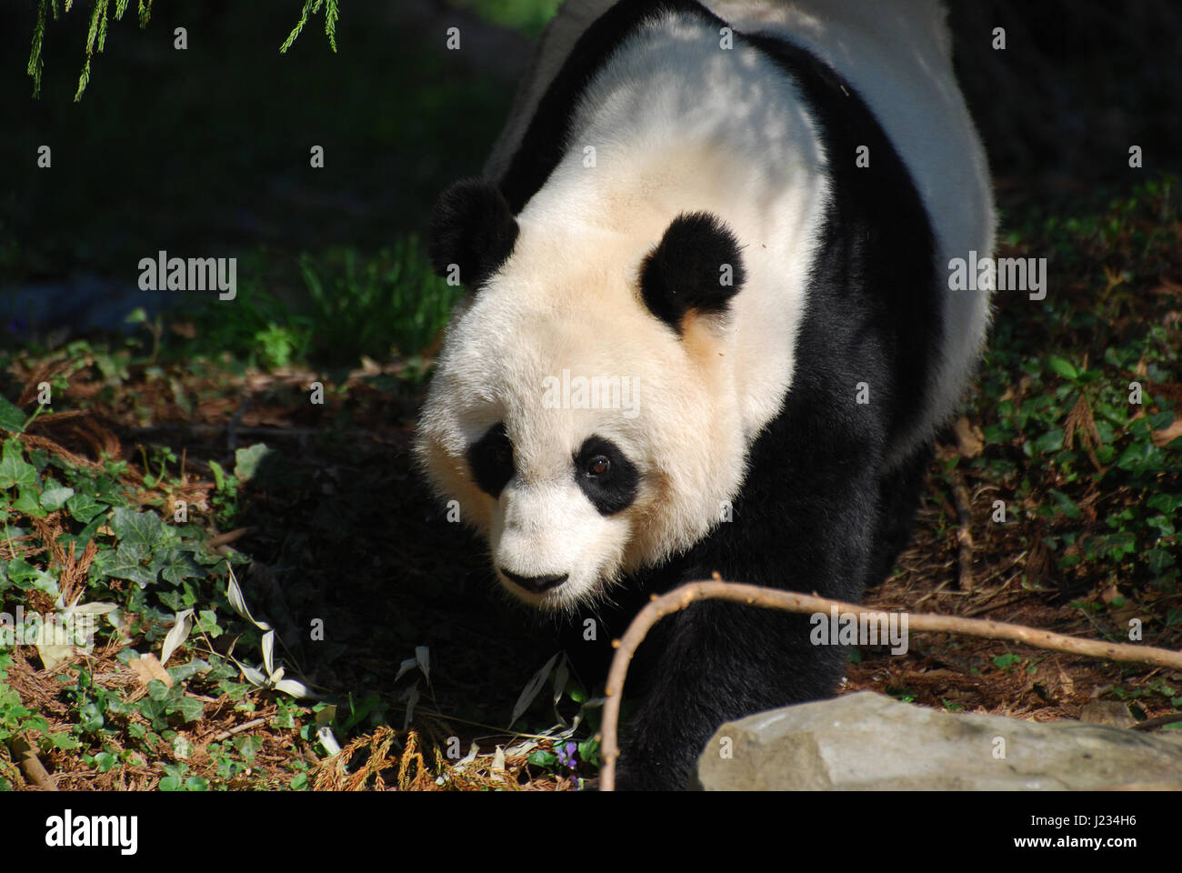 Gorgeous giant panda bear with a very sweet face Stock Photo - Alamy