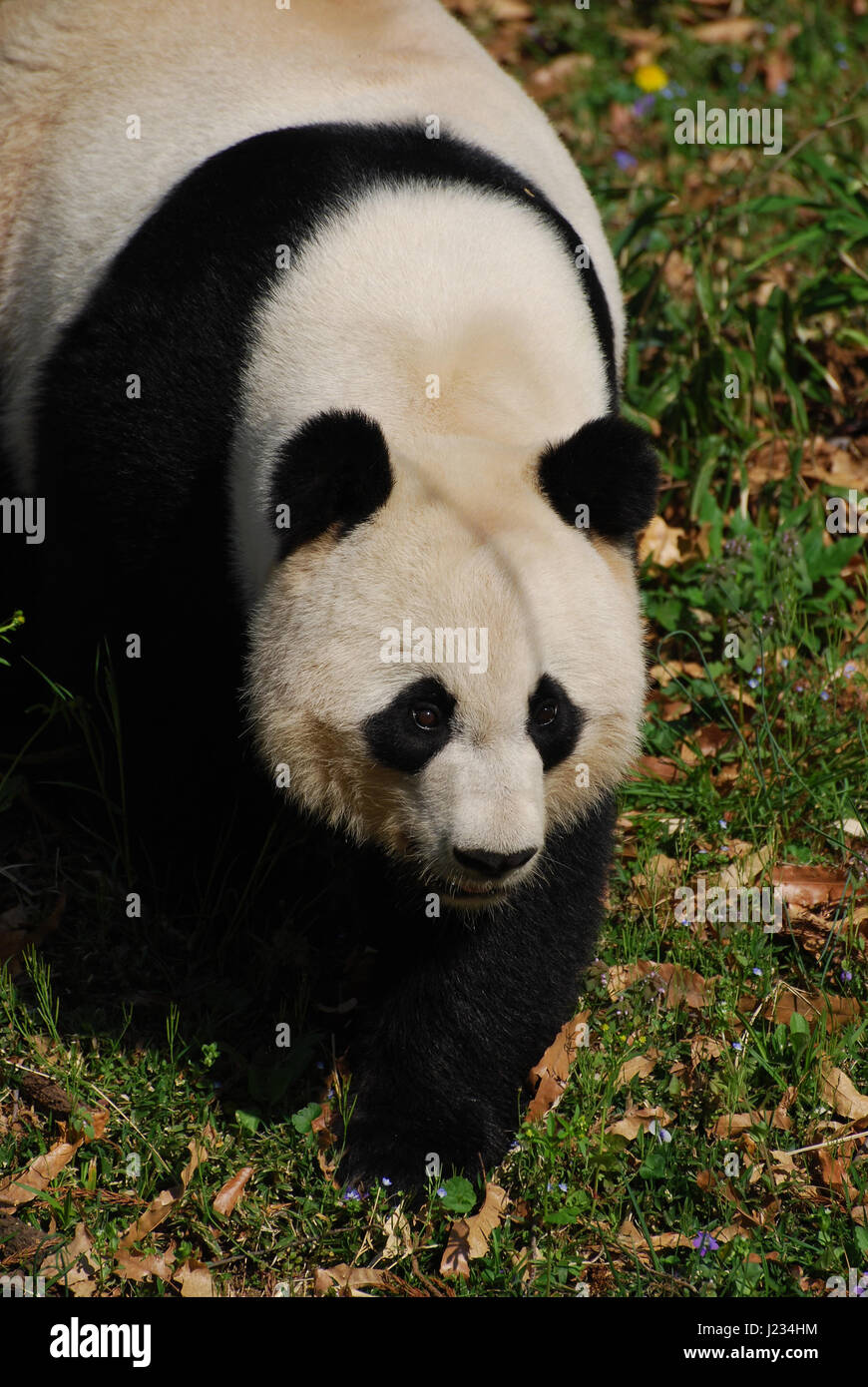 Giant panda bear walking forward in a large field Stock Photo - Alamy