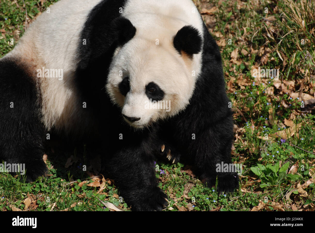 Cute black and white giant panda bear sitting back on it's haunches ...