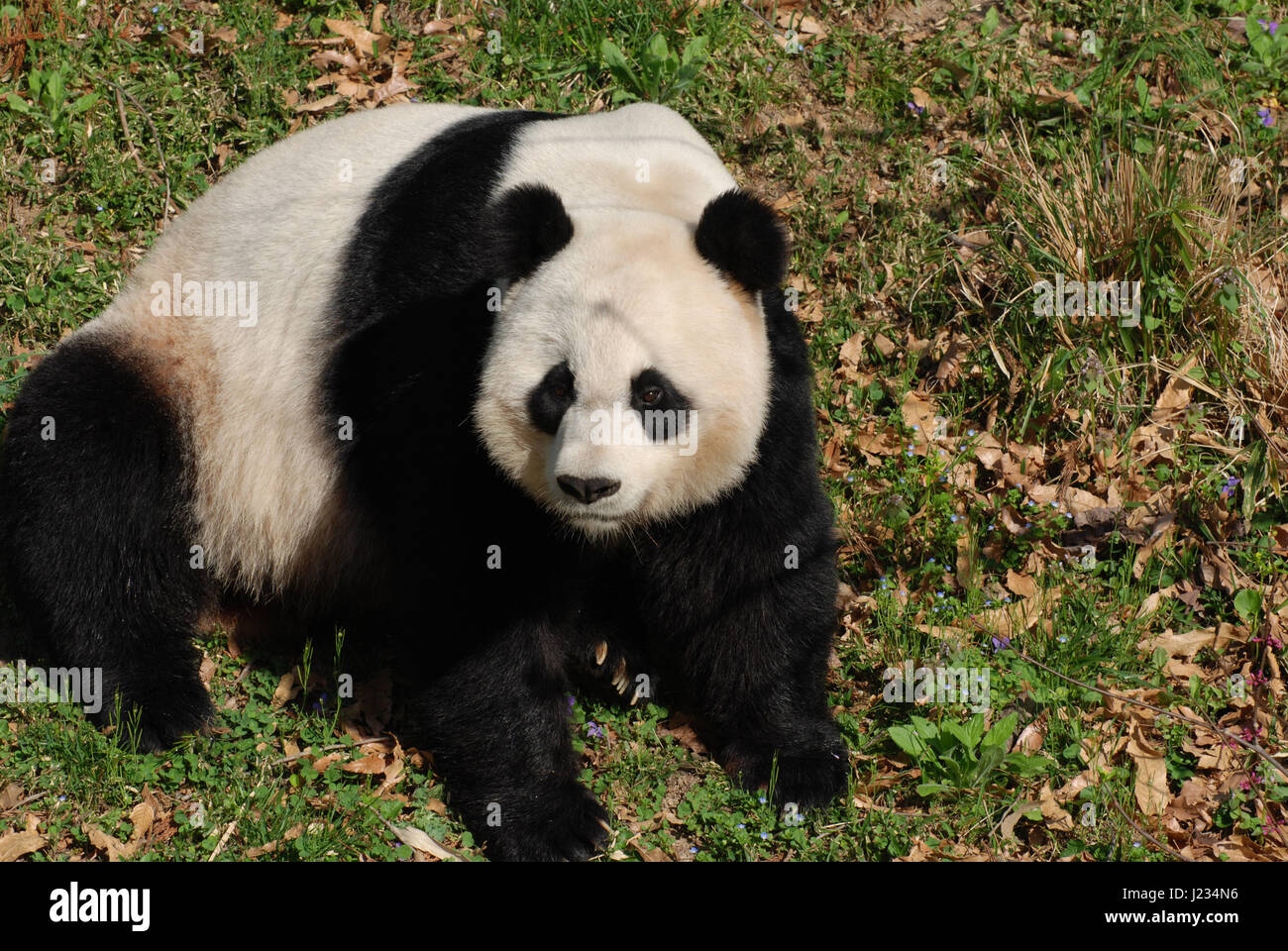 Sweet faced black and white giant panda bear sitting on his backside ...