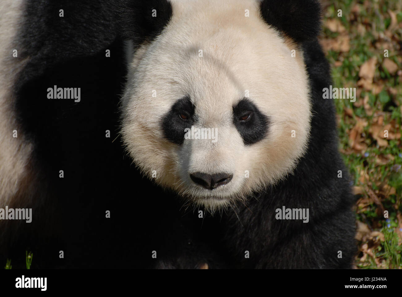 Panda bear with a very serious facial expression Stock Photo - Alamy