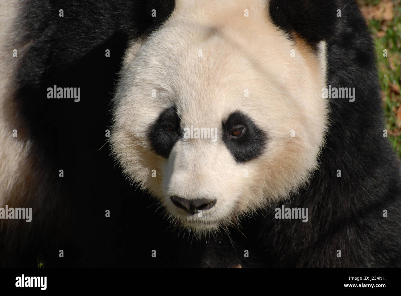 Really cute face of a large fluffy giant panda bear Stock Photo - Alamy