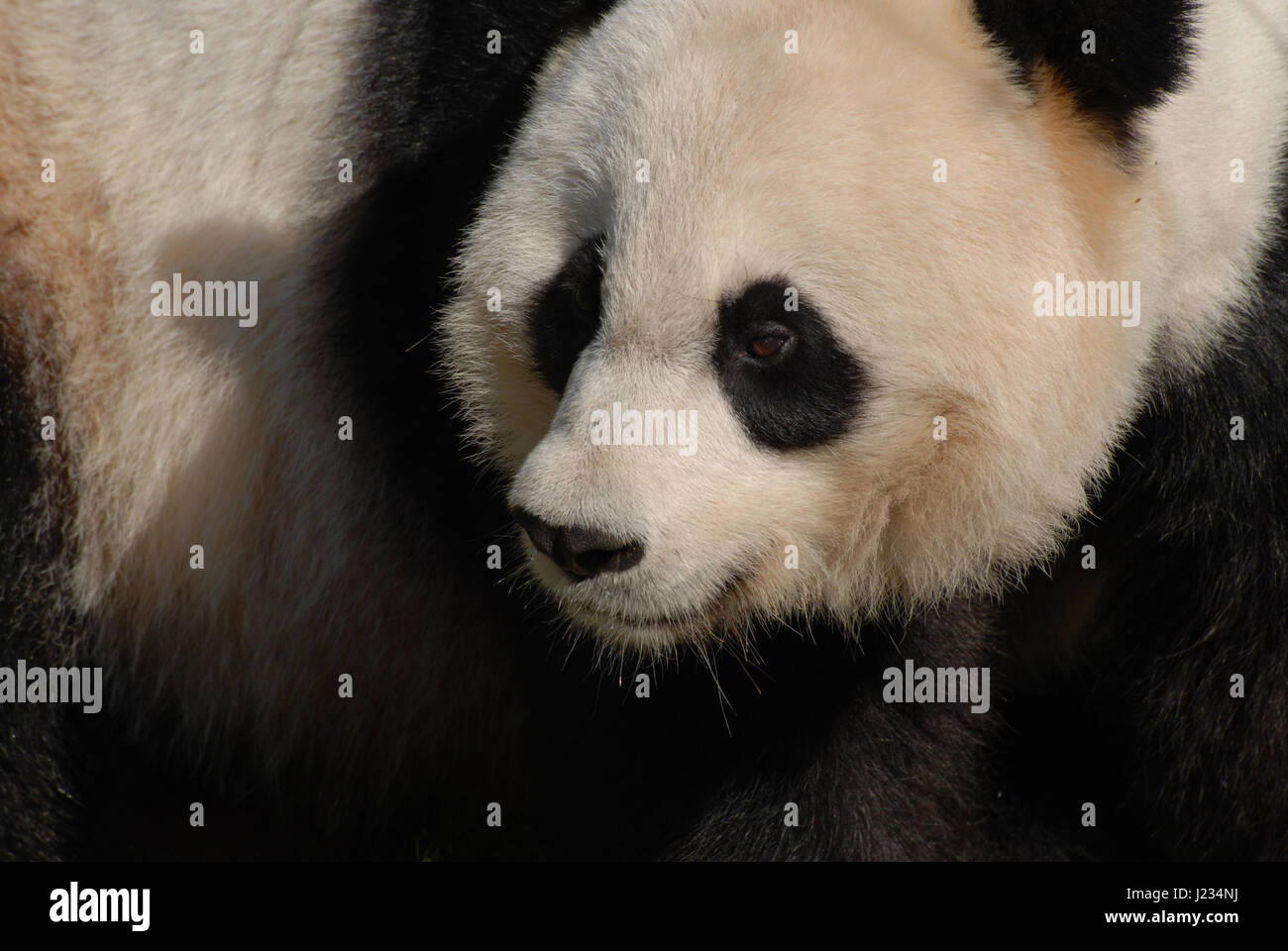 Beautiful fluffy fur face of a giant panda bear Stock Photo - Alamy