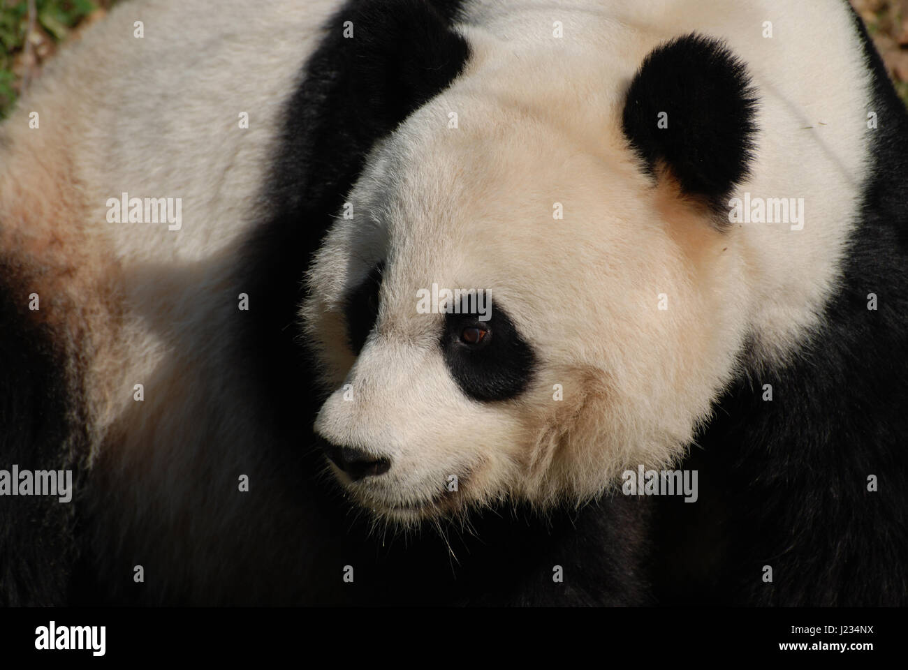 Looking up close at the face of a giant panda bear Stock Photo - Alamy