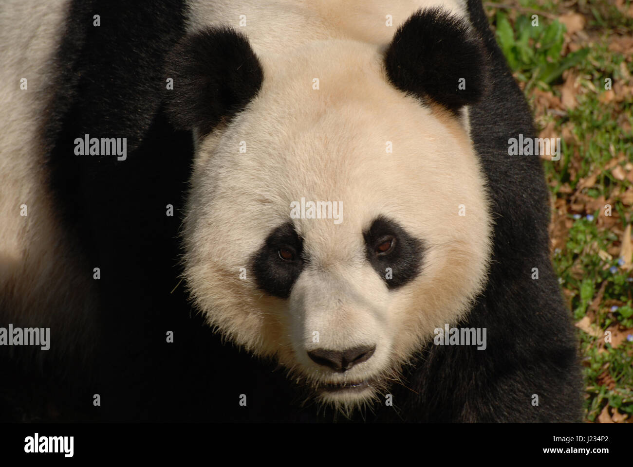 Gorgeous face of a giant panda bear up close and personal Stock Photo ...