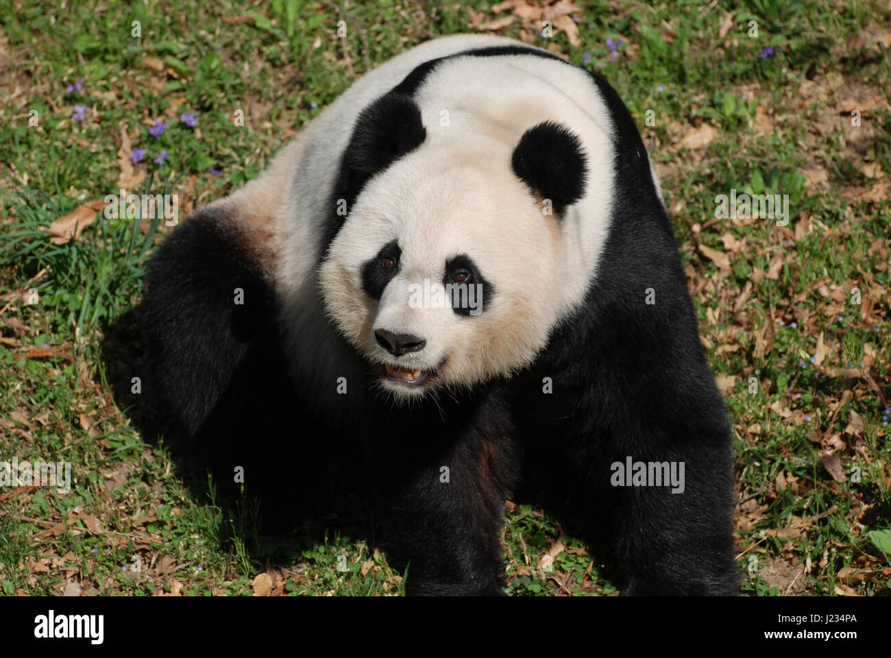 Funny Panda Bear