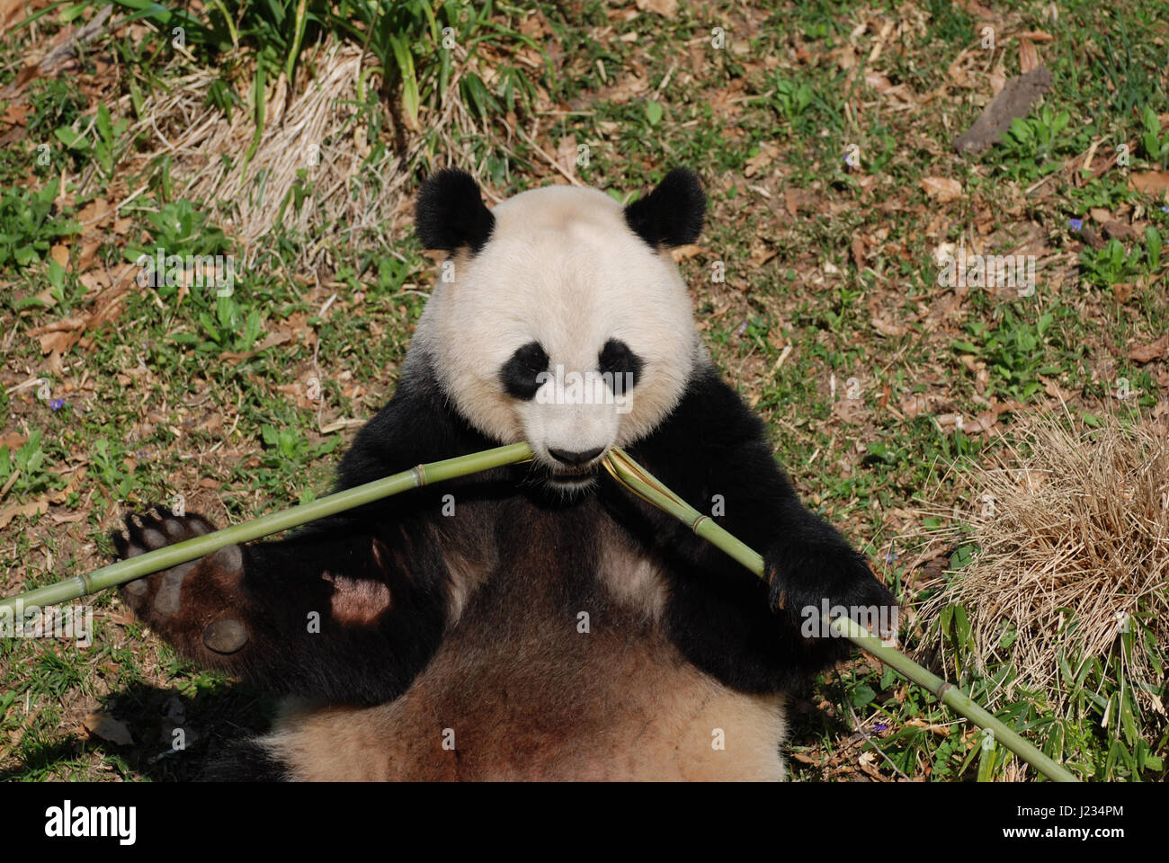 Cute panda bear eating the center of bamboo shoots Stock Photo - Alamy
