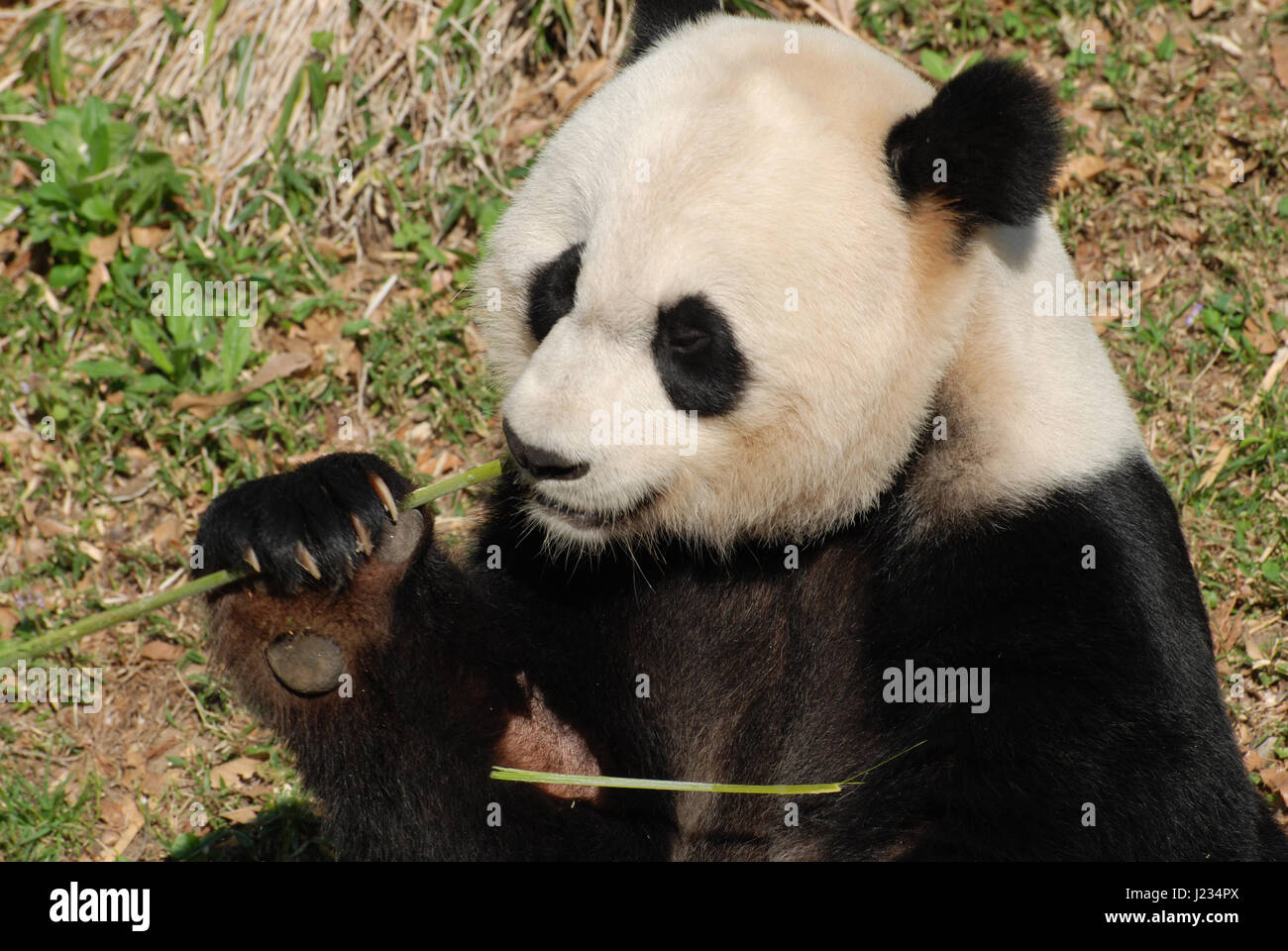Panda bear holding on to shoots of bamboo and eating Stock Photo - Alamy