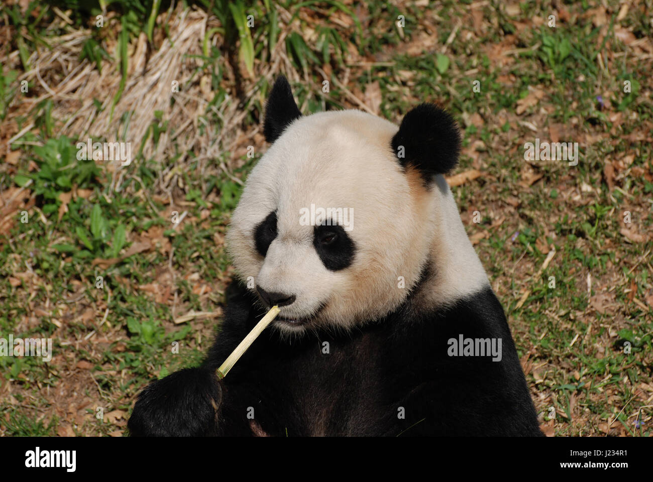 Beautiful giant panda bear eating bamboo shoots Stock Photo - Alamy