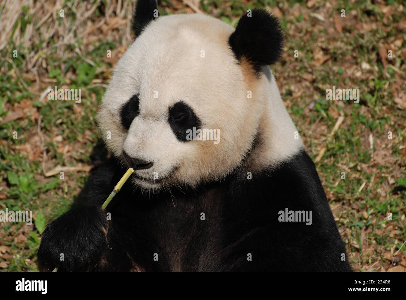 Amazing panda bear with bamboo shoots Stock Photo - Alamy