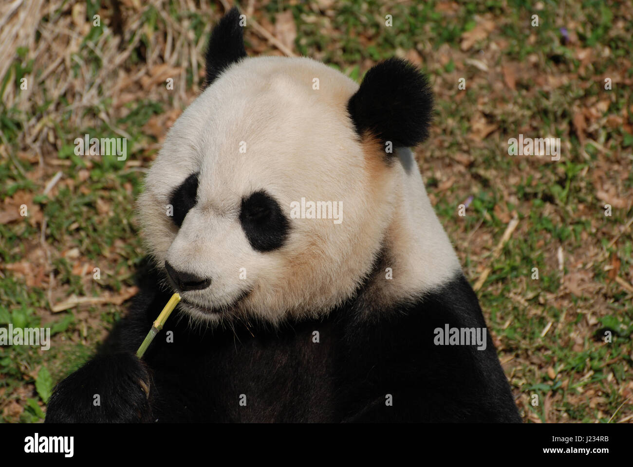 Panda bear sitting up and eating bamboo Stock Photo - Alamy