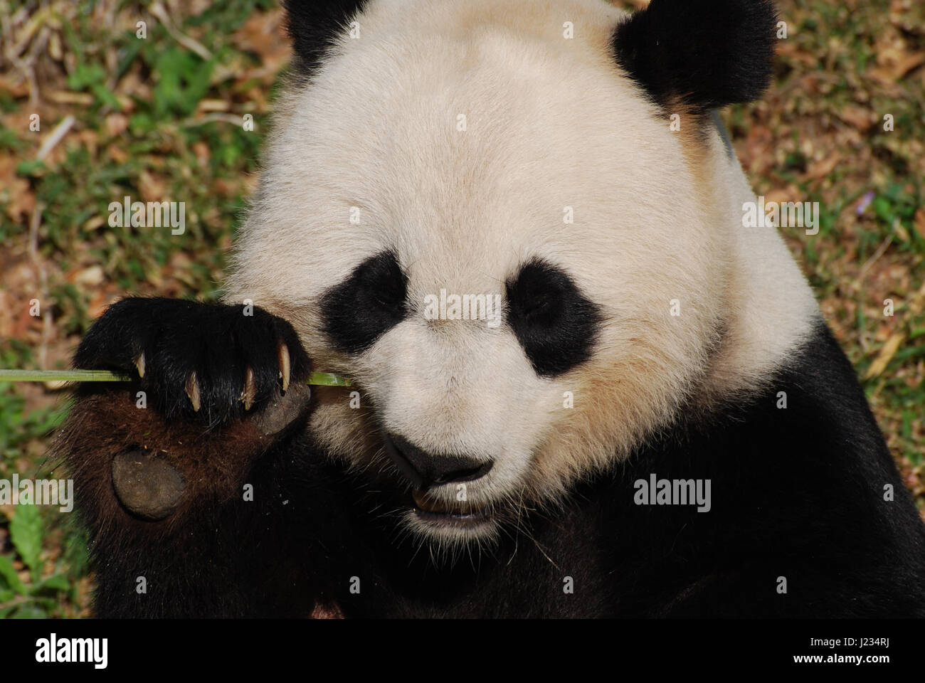 Beautiful look at a giant panda bear Stock Photo - Alamy