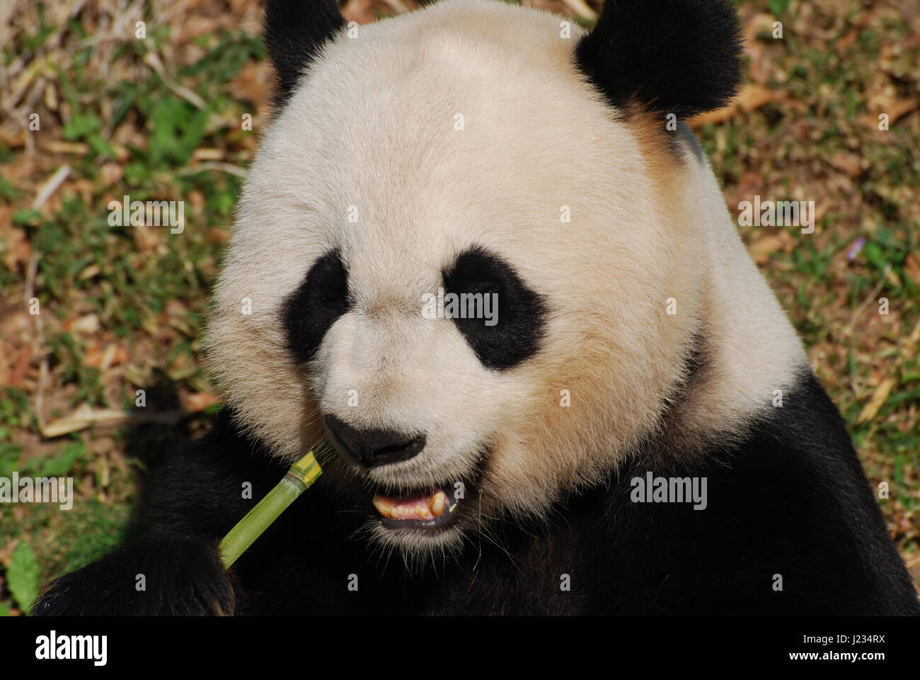 Really cute giant panda bear eating on a green bamboo shoot Stock Photo ...