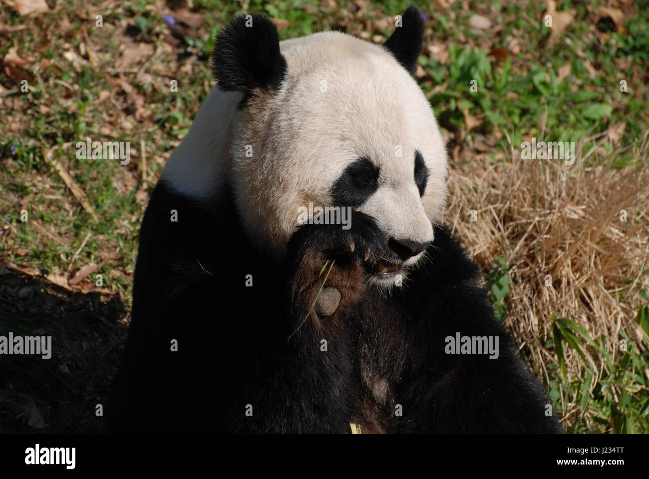 Adorable panda bear snacking on bamboo Stock Photo - Alamy
