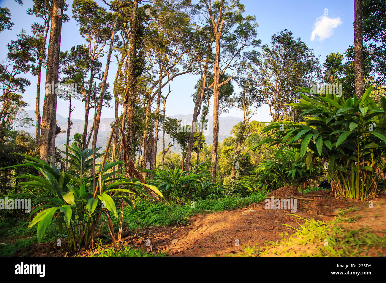 Cardamom forest hi-res stock photography and images - Alamy