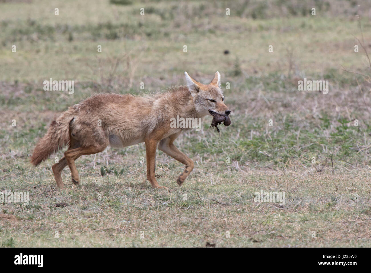 African golden wolf which goes on savanna and bears in the mouth food ...