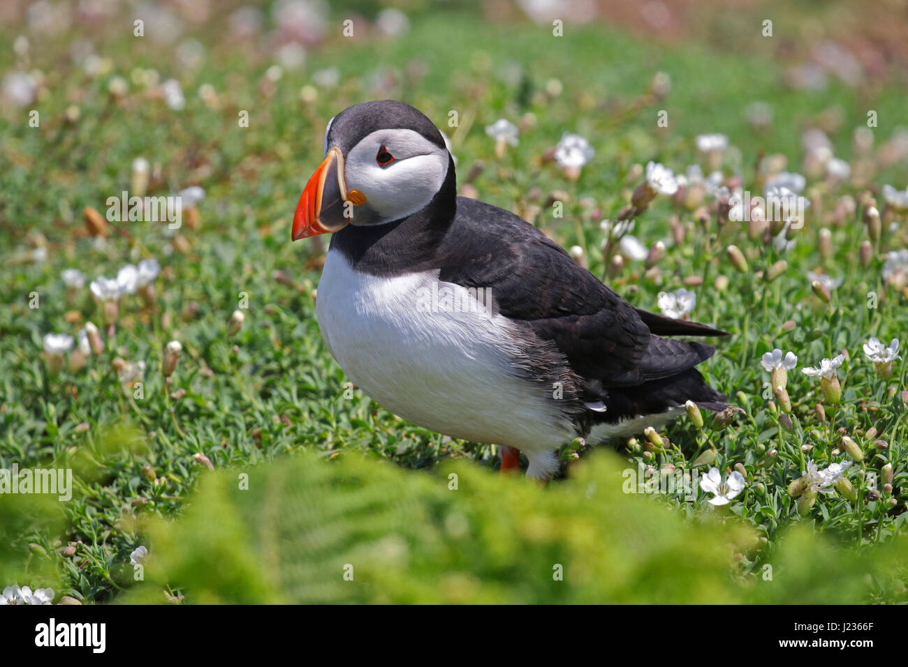 Puffin pose, Skoma Island, South West Wales, UK Stock Photo - Alamy