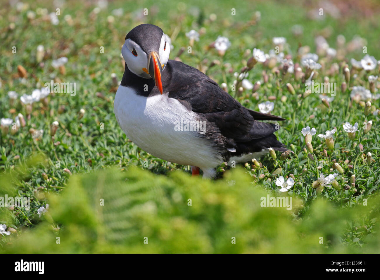 Puffin pose, Skoma Island, South West Wales, UK Stock Photo - Alamy