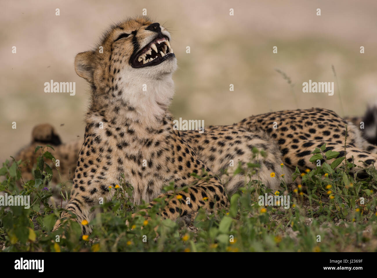Yawning cheetah hi-res stock photography and images - Alamy