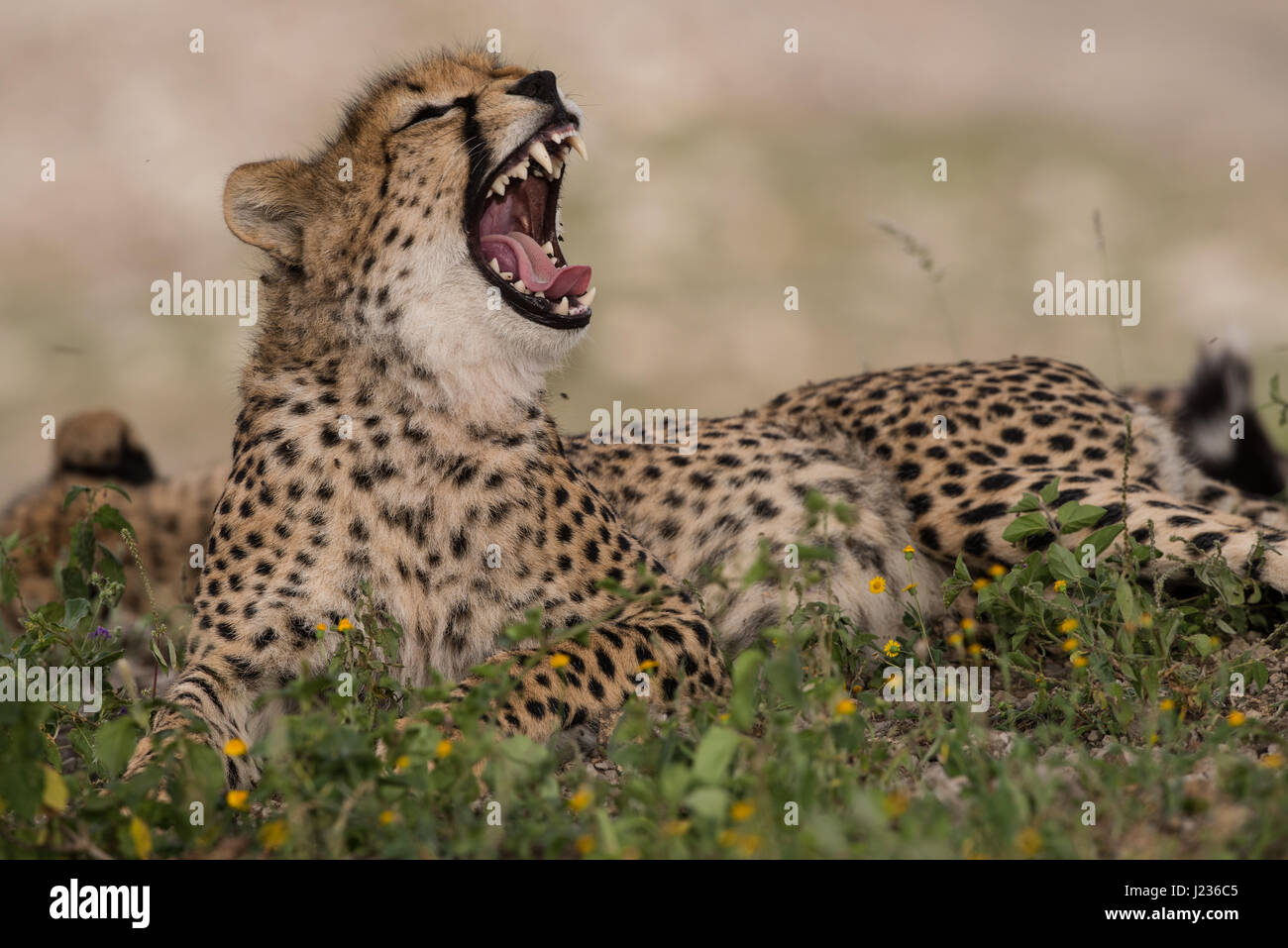 Yawning cheetah hi-res stock photography and images - Alamy